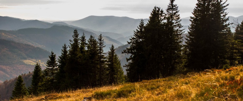 Hochschwarzwald am Feldberg – Herbstwald in 1493 m üNN Höhe | DELTA IMAGE